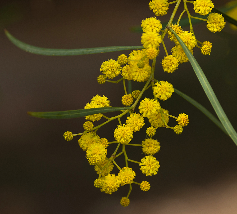 Akazie Foto & Bild | pflanzen, pilze & flechten, bäume, blatt & blüte ...