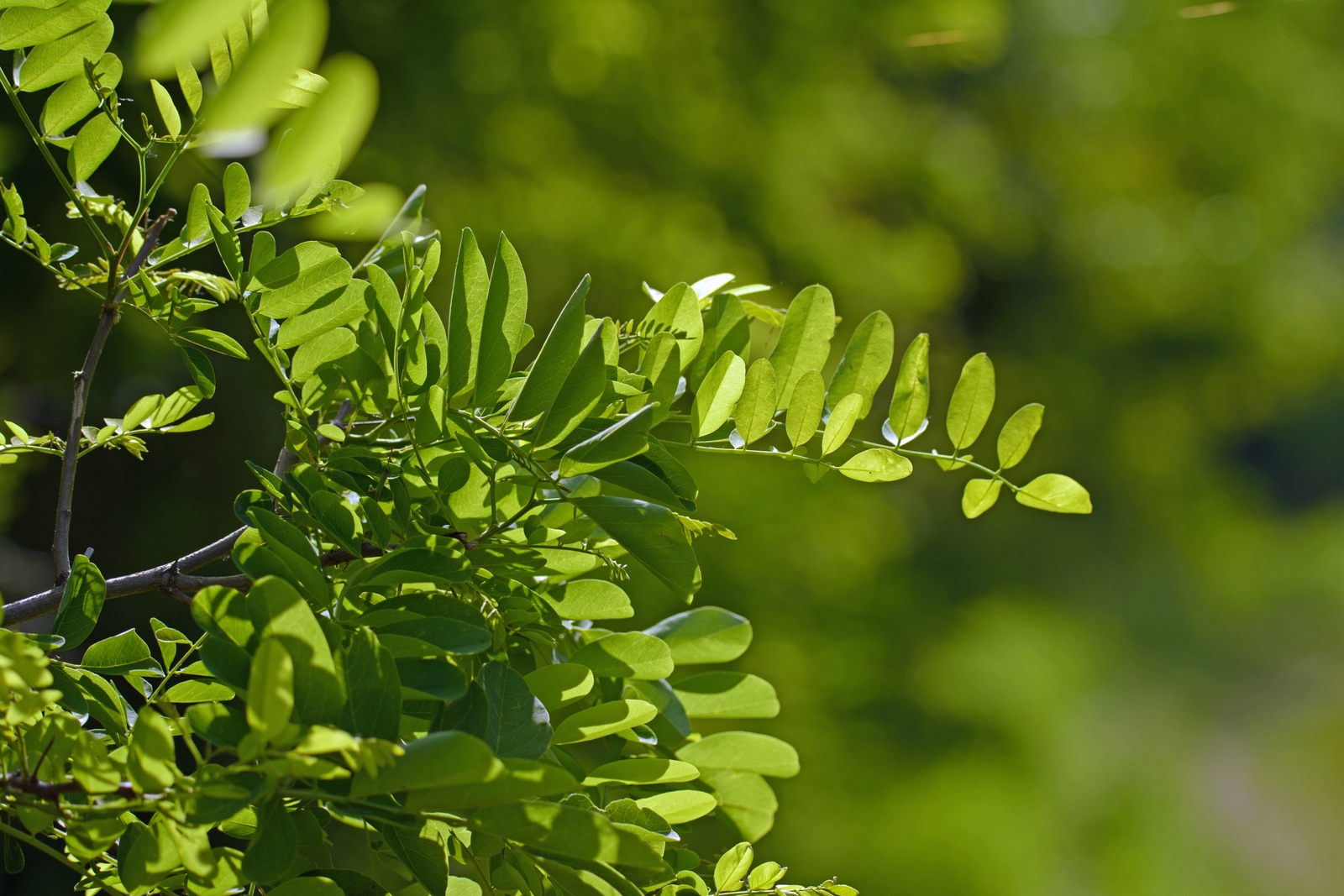 Akazien Blätter im Gegenlicht. Foto & Bild | pflanzen, pilze & flechten ...