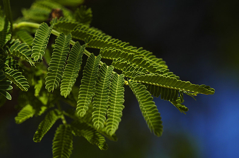 Akazienblätter Foto & Bild | sonstiges, weisse wüste, natur Bilder auf ...
