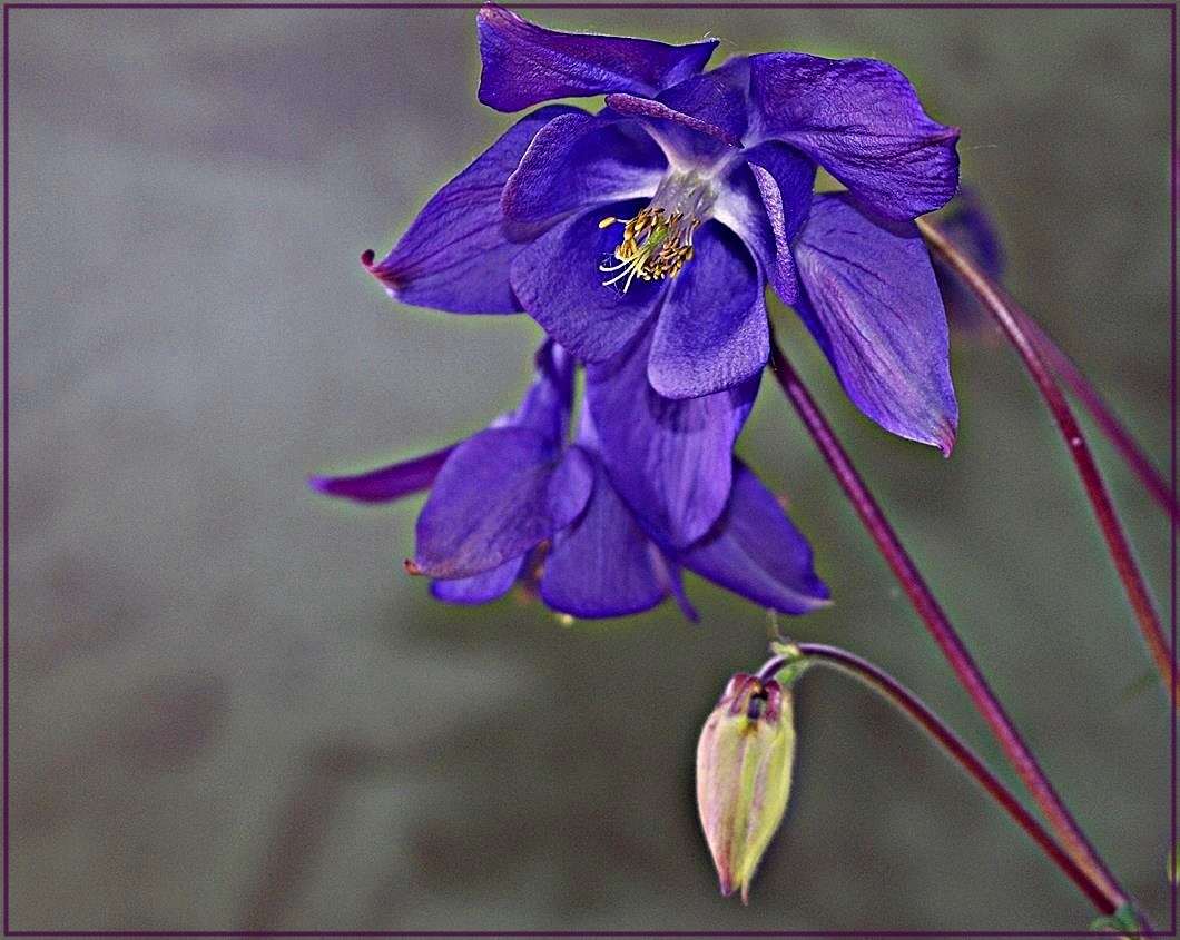 "Akelei (Aquilegia) Foto & Bild | makro, jahreszeit, natur Bilder auf ...