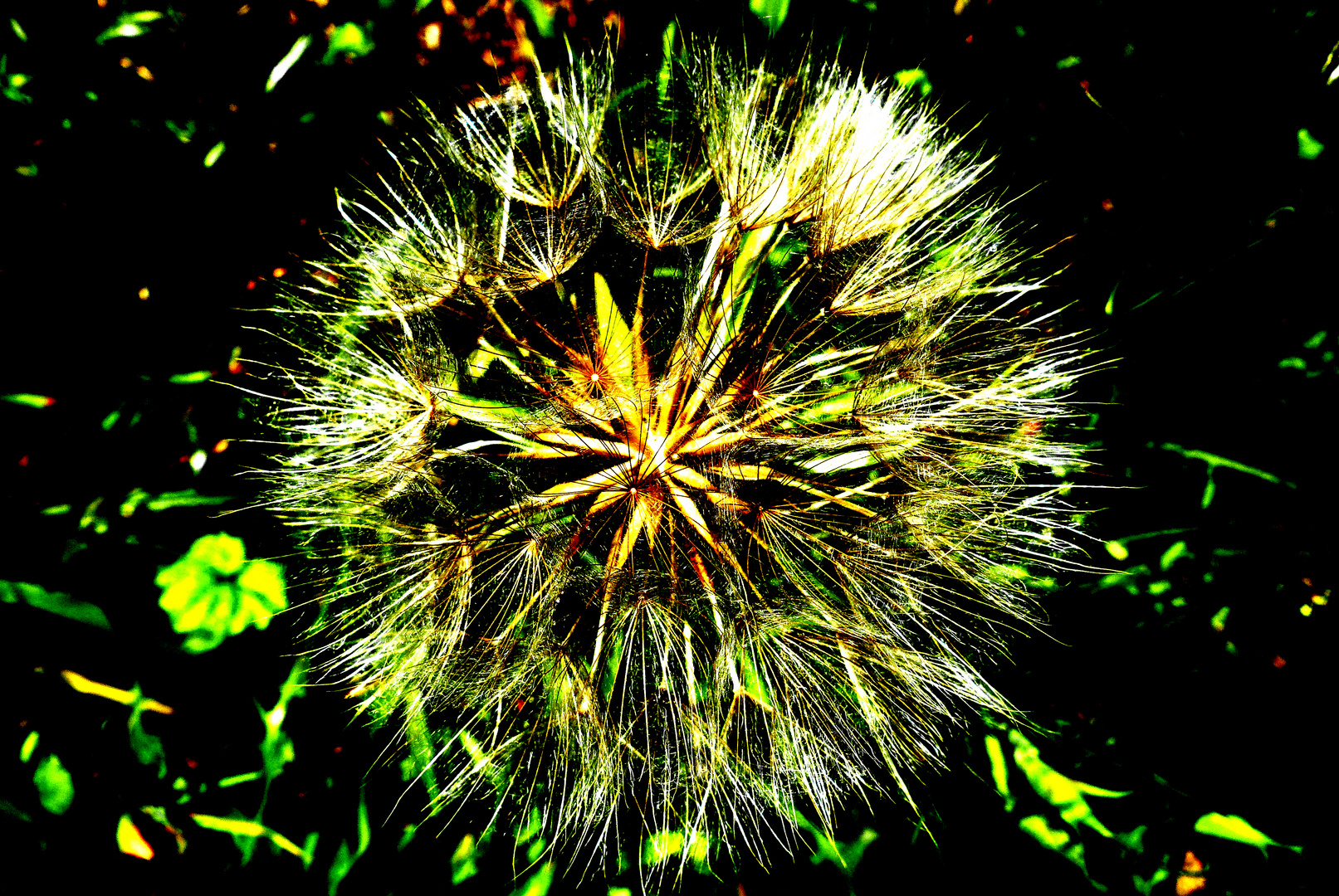 Akène fantaisie photo et image | macro nature, macro fleurs, insolite ...