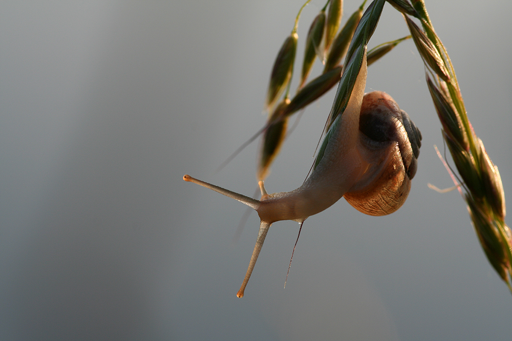 Akrobat Foto & Bild | archiv, archiv 2007-2008, fc-award natur Bilder ...