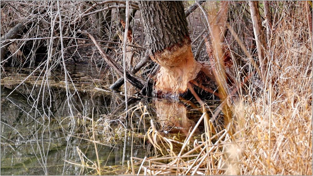 AKTuell 243 ... Foto & Bild | landschaft, wald, diverser kram Bilder ...