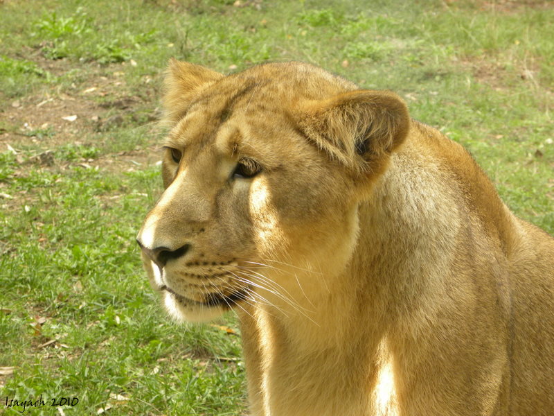 Akuna matata photo et image | animaux, animaux sauvages, bovidés à l ...