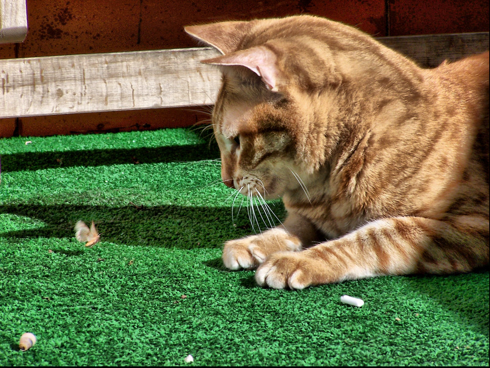 Al acecho... Imagen & Foto | animales, animales domésticos, naturaleza ...