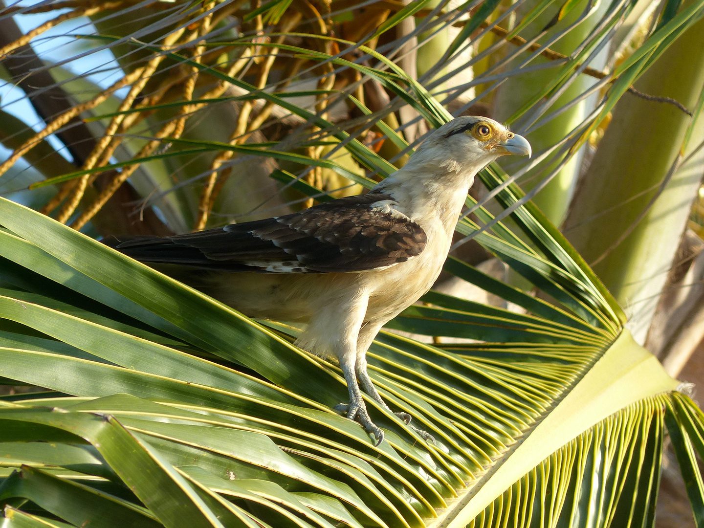 Al-acecho Imagen & Foto | fotos, animales, natura Fotos de fotocommunity