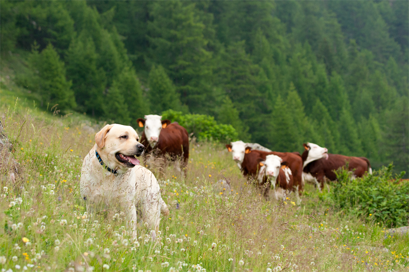 Al pascolo. Foto % Immagini| paesaggi, montagna, sony alpha 700 Foto su ...
