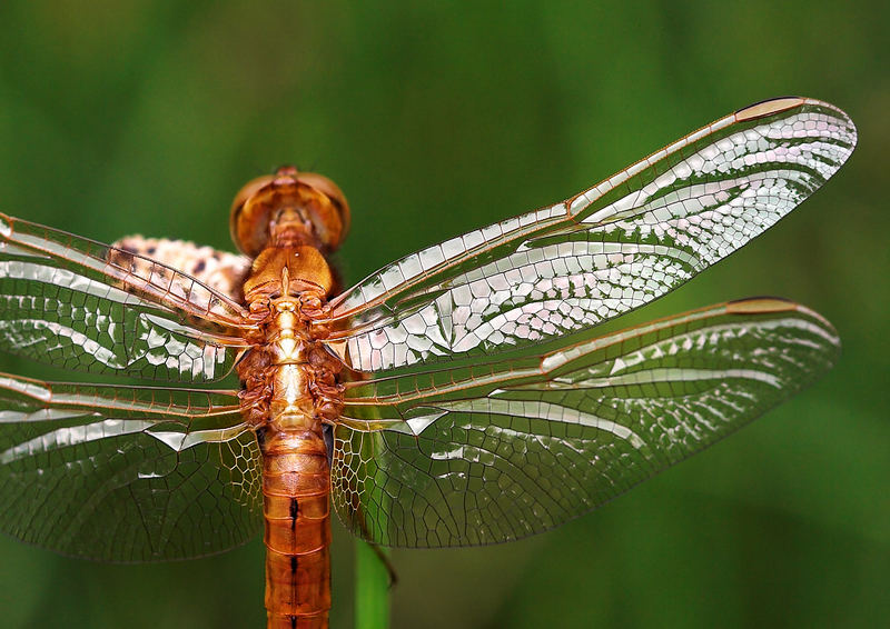 alas nuevas Imagen & Foto | animales, macros, naturaleza Fotos de ...