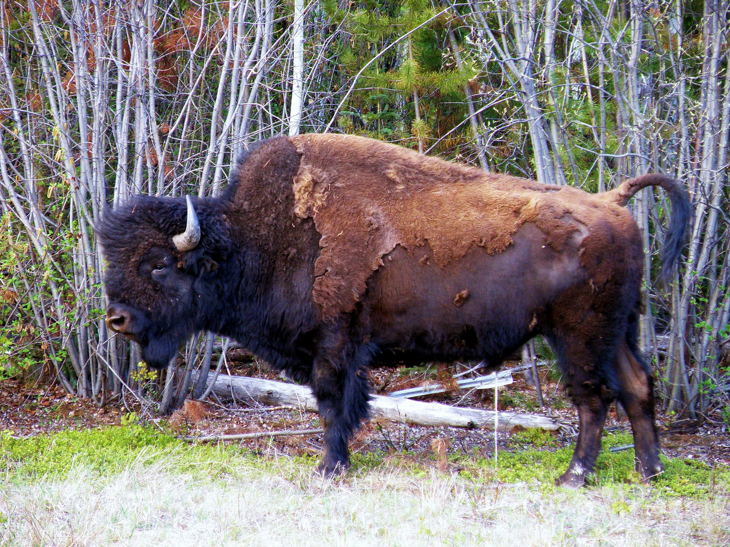 Alaska Highway km 870 - Buffalo Foto & Bild | north america, canada ...