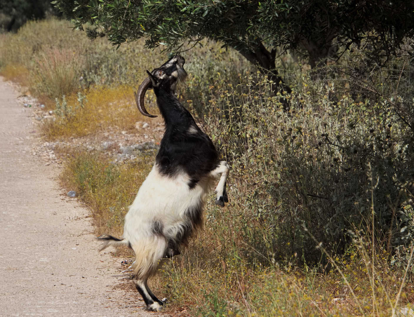 Albanische Ziege mit Balance Act Foto & Bild | outdoor, natur ...