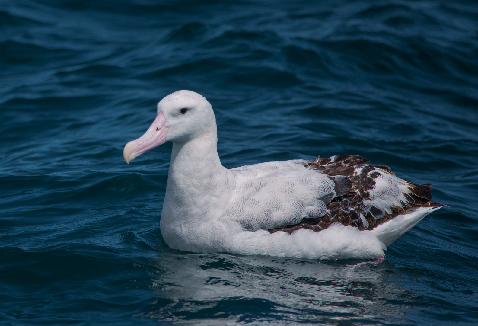 Albatros Foto & Bild | tiere, wildlife, wild lebende vögel Bilder auf ...