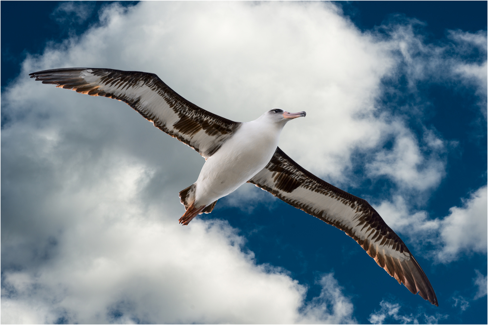 "Albatros" Foto & Bild | fotomontage, composing , urlaub Bilder auf ...