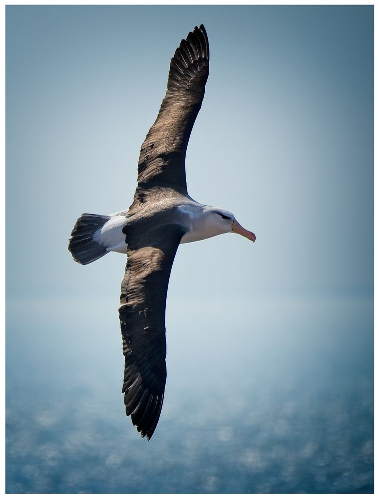 Albatross Foto & Bild | natur, vogel, see Bilder auf fotocommunity