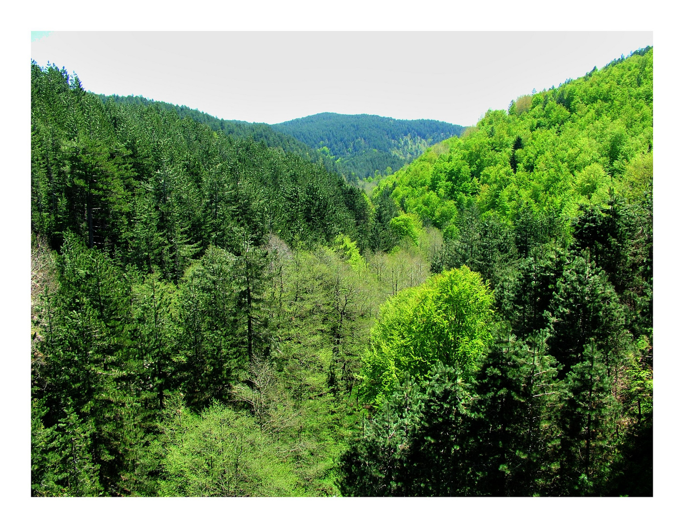 alberi Foto % Immagini| paesaggi, montagna, natura Foto su fotocommunity