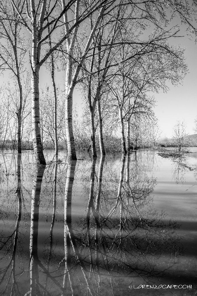 Alberi Foto % Immagini| paesaggi, campagna, acqua Foto su fotocommunity