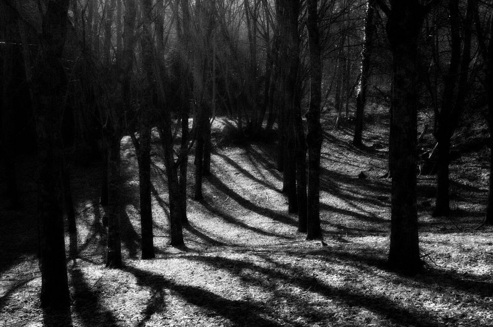 alberi Foto % Immagini| piante, fiori e funghi, natura Foto su ...