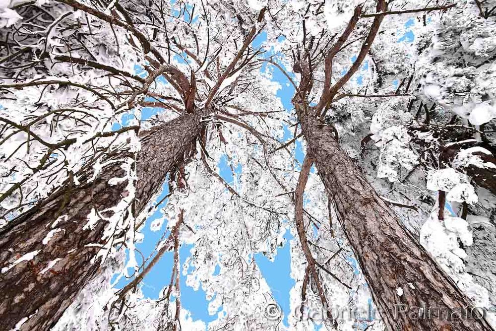 Alberi innevati Foto % Immagini| piante, fiori e funghi, natura Foto su ...