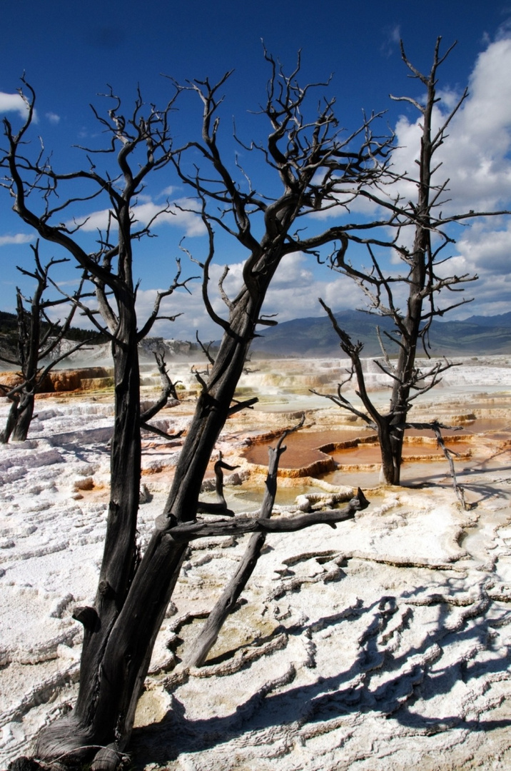 Alberi nelle pozze solfuree del Parco Nazionale di Yellowstone - USA ...