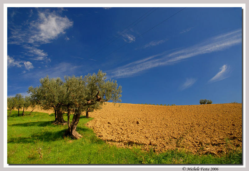 Alberi tra terra e cielo Foto % Immagini| paesaggi, campagna, natura ...