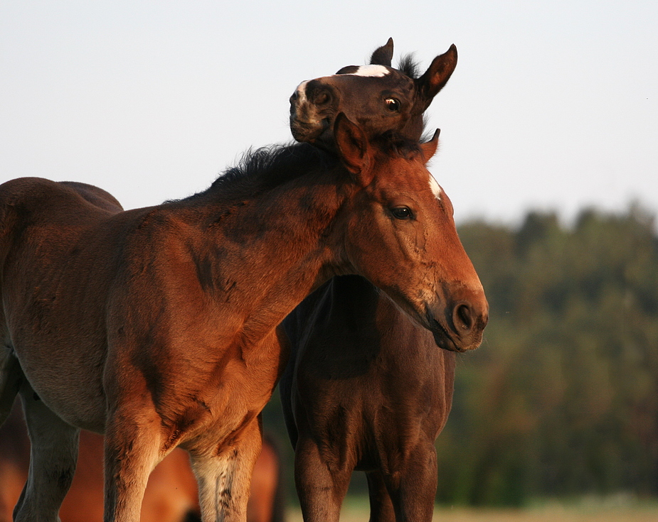 albern.... Foto & Bild | tiere, haustiere, pferde, esel, maultiere ...