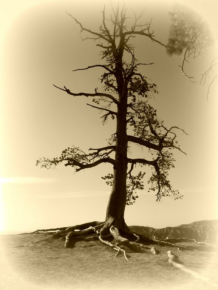 ALBERO SECCO Foto % Immagini| piante, fiori e funghi, natura Foto su ...