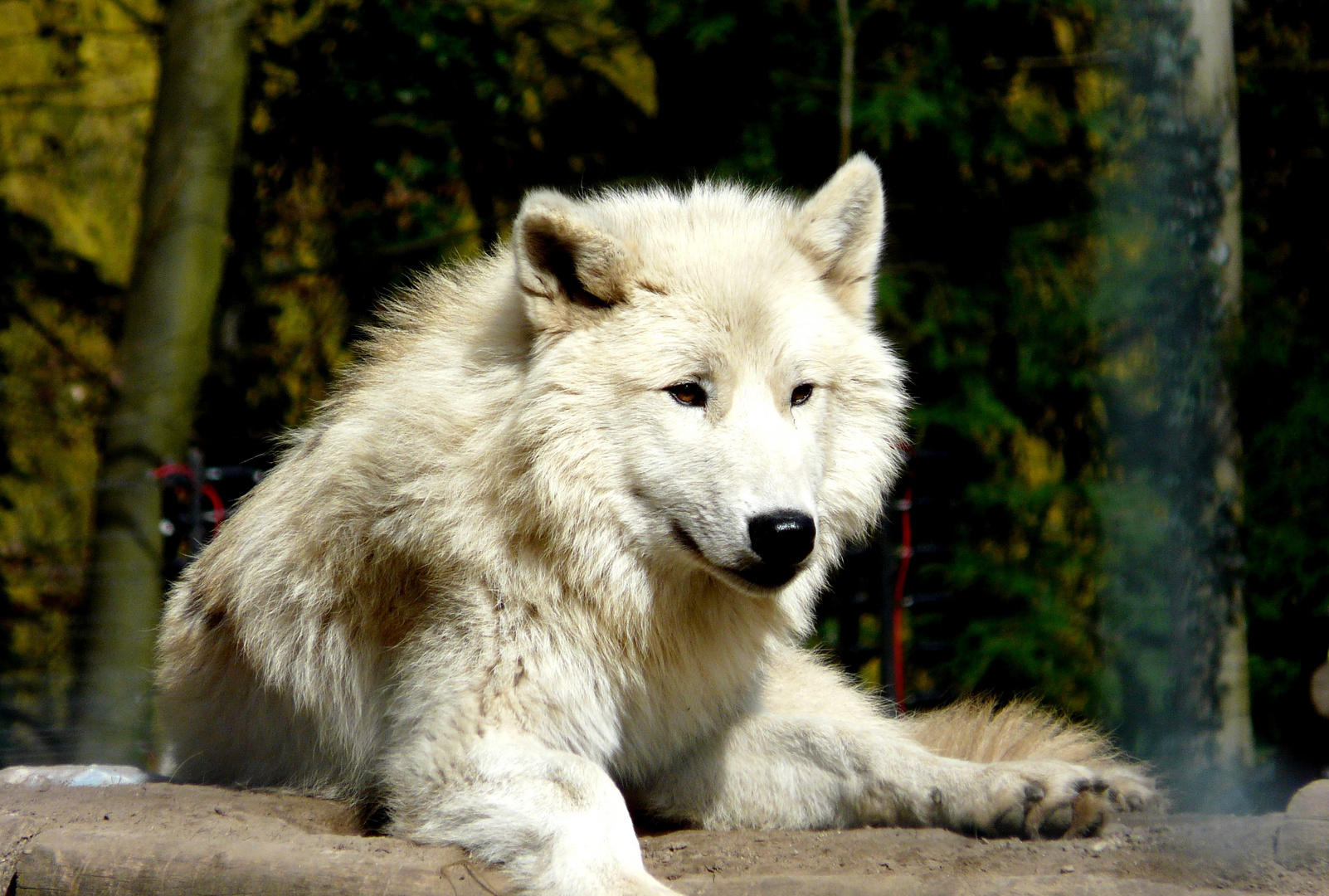 Albino Wolf