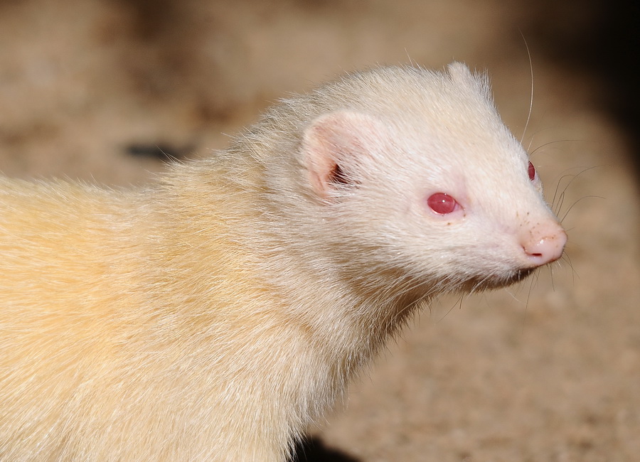 Albino-Frettchen Foto & Bild | tiere, haustiere, frettchen (lat.:ictis ...