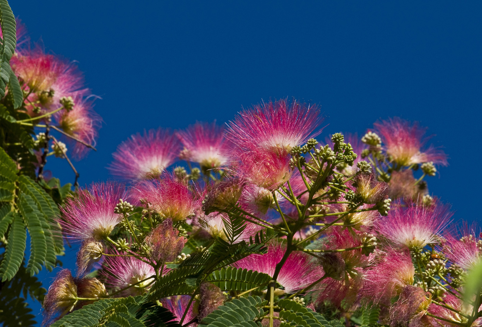 Albizia photo et image | nature, fleurs, arbres Images fotocommunity