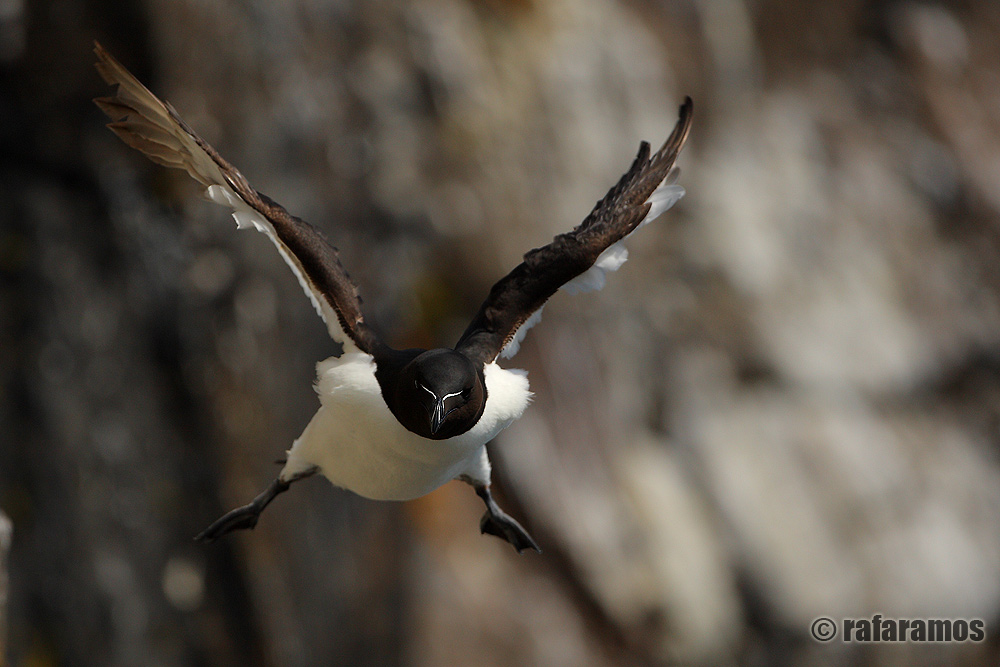 ALCA Imagen & Foto | animales, aves, naturaleza Fotos de fotocommunity