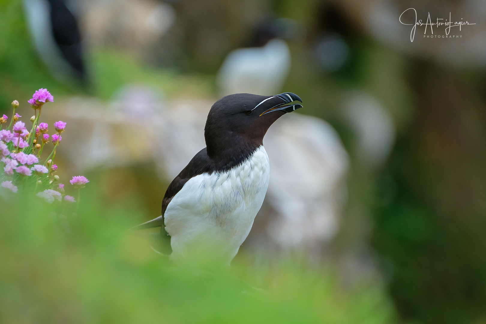Alca Imagen & Foto | animales, birds, naturaleza Fotos de fotocommunity