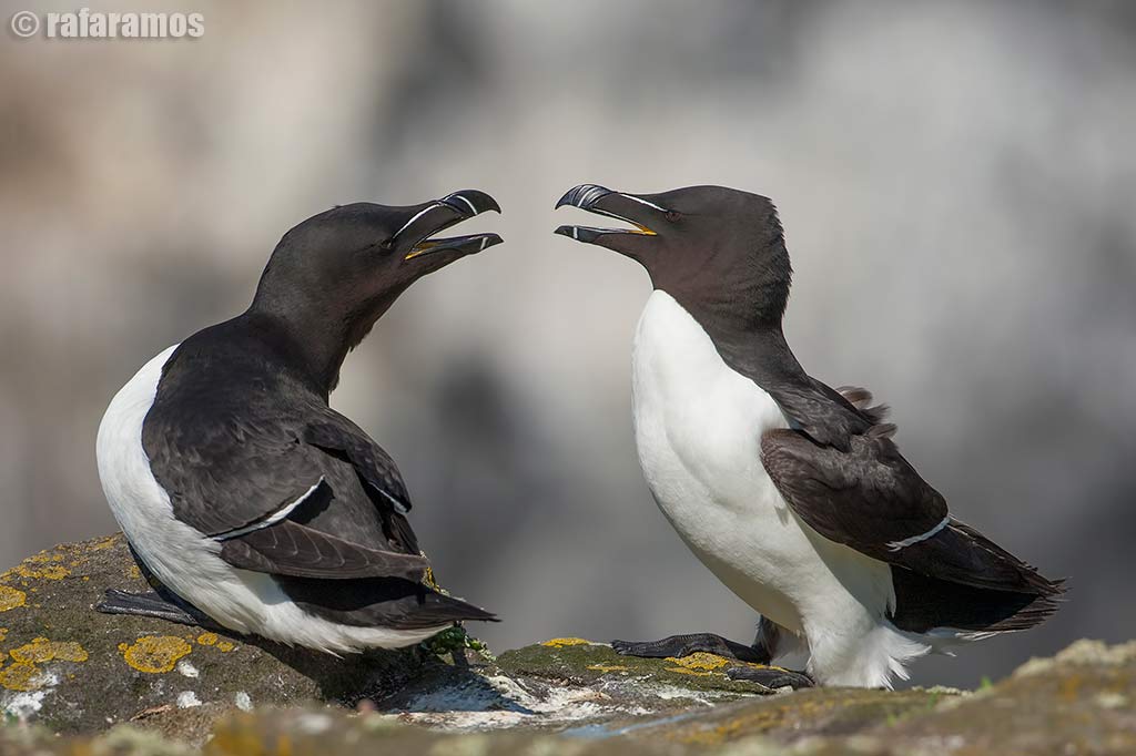 ALCAS Imagen & Foto | animales, aves, naturaleza Fotos de fotocommunity