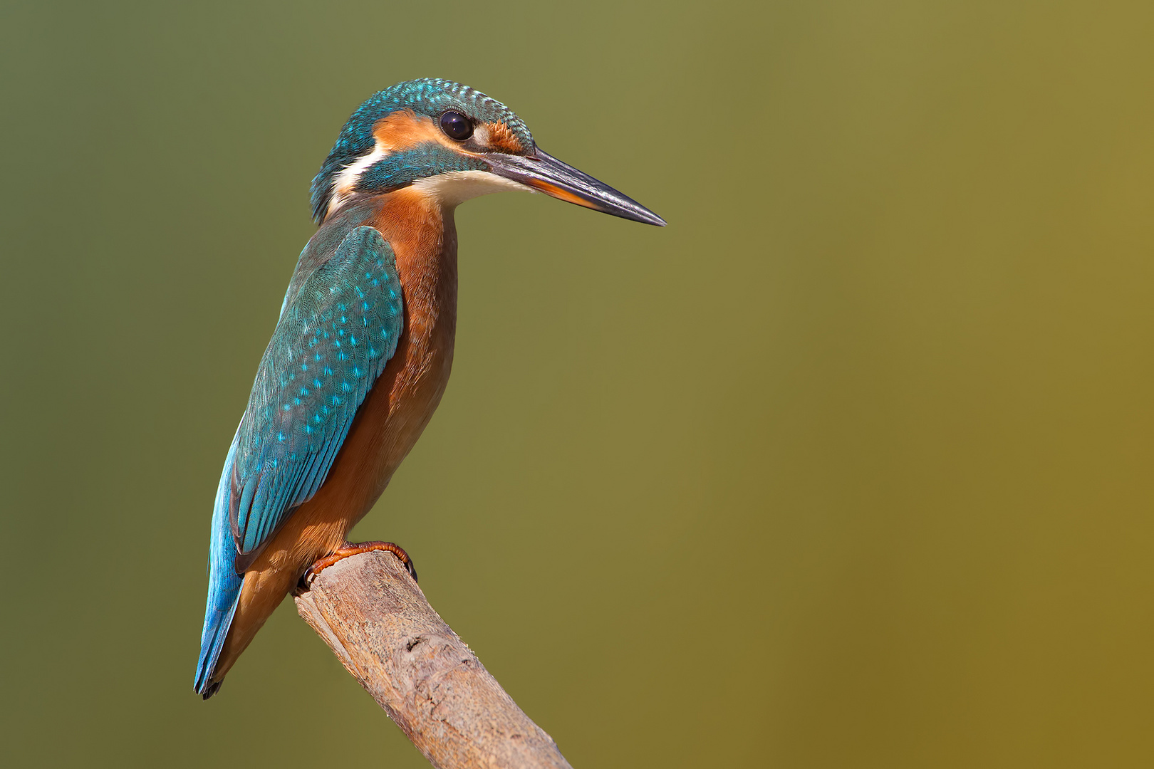 Alcedo atthis Foto % Immagini| animali, uccelli allo stato libero ...