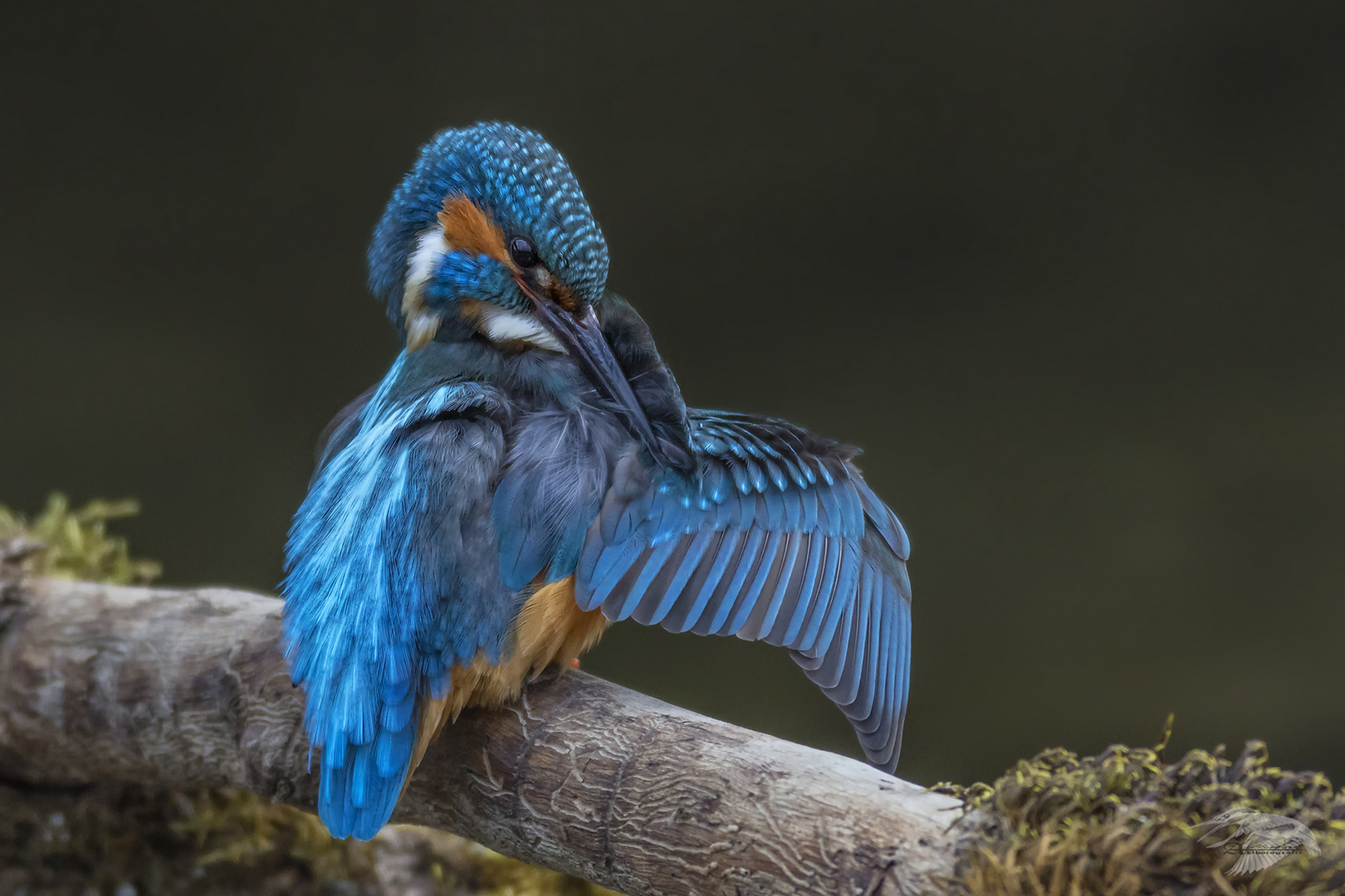 Alcedo atthis Foto & Bild | tiere, wildlife, wild lebende vögel Bilder ...