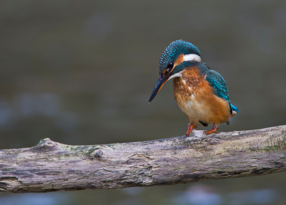 Alcedo atthis Foto & Bild | tiere, wildlife, wild lebende vögel Bilder ...