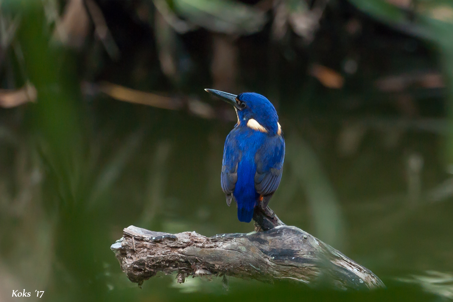 Alcedo azurea Foto & Bild | australia & oceania, australia, tiere ...