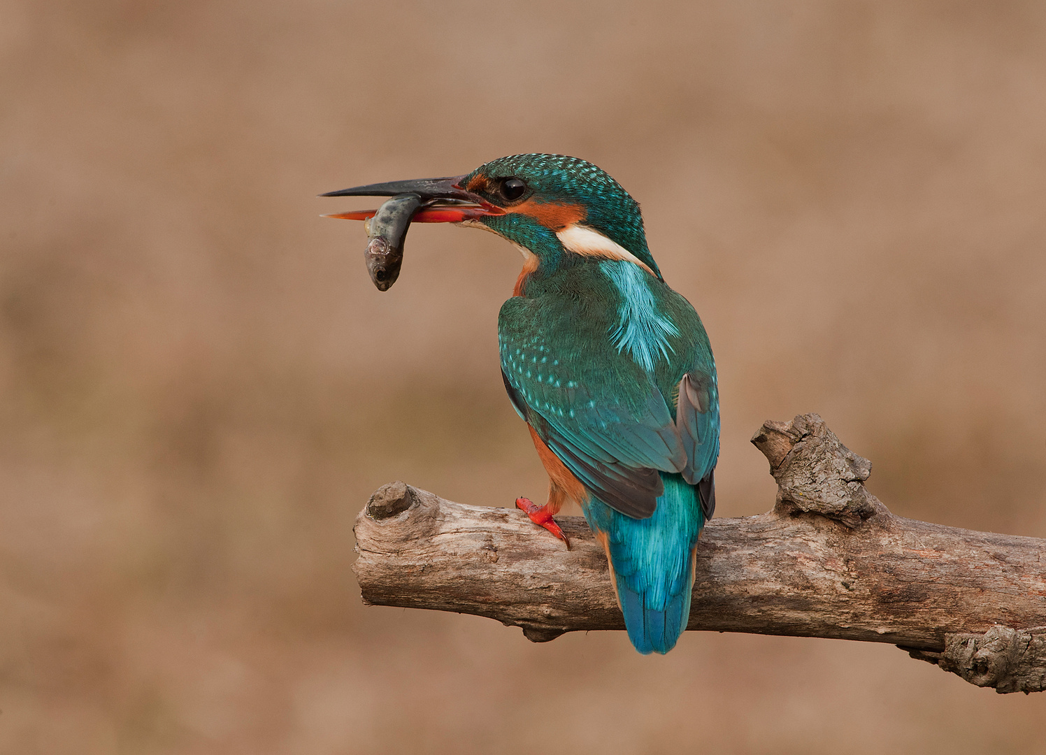 ALCEDO...... Foto % Immagini| animali, uccelli allo stato libero ...