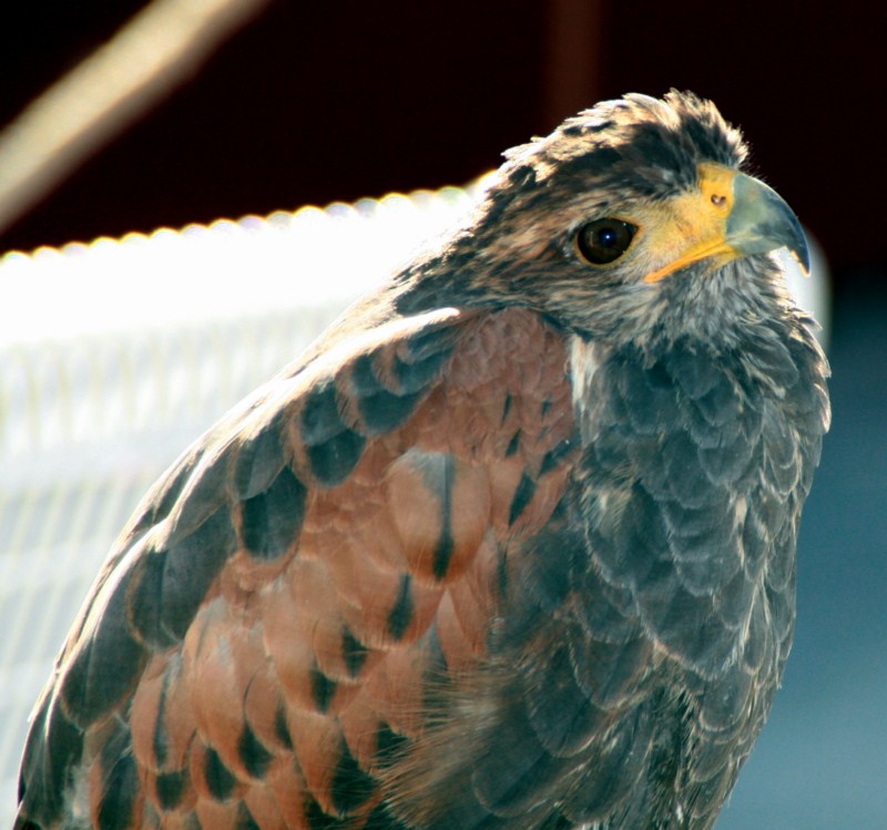 Alcon Imagen & Foto | animales, aves, naturaleza Fotos de fotocommunity