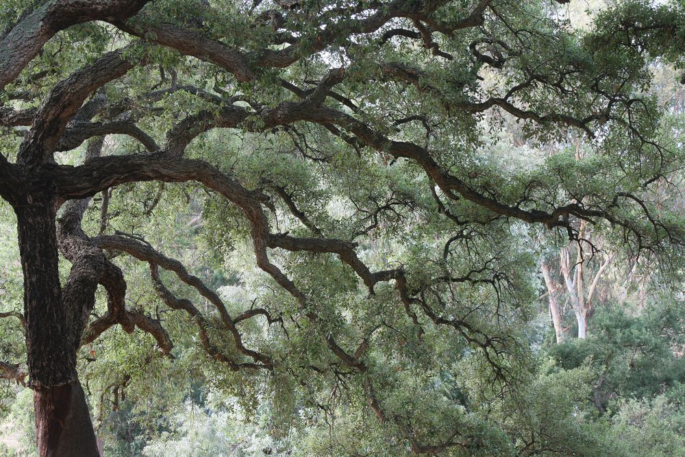 Alcornoque Imagen & Foto | plantas, Árboles, ramas Fotos de fotocommunity