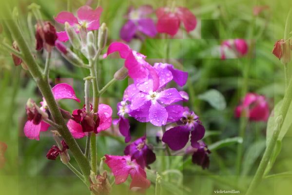 Elementos Imágenes y fotos