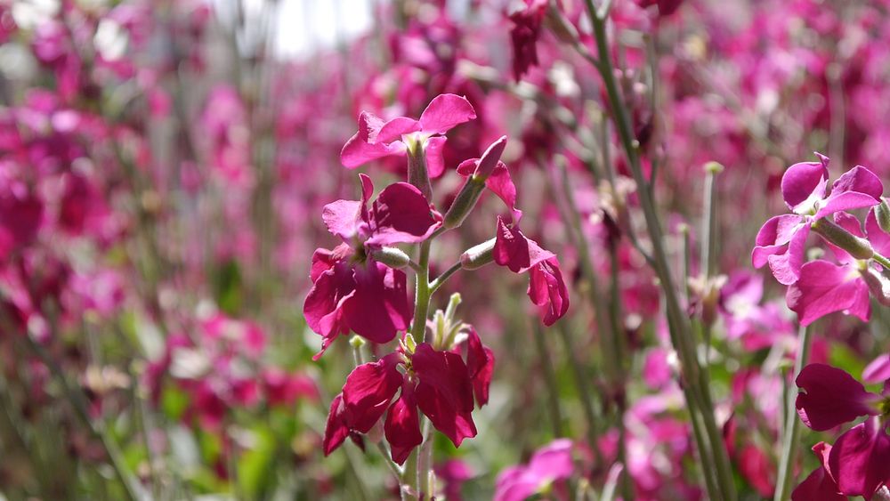 ALELIES Imagen & Foto | natur, naturaleza, paisajes Fotos de fotocommunity