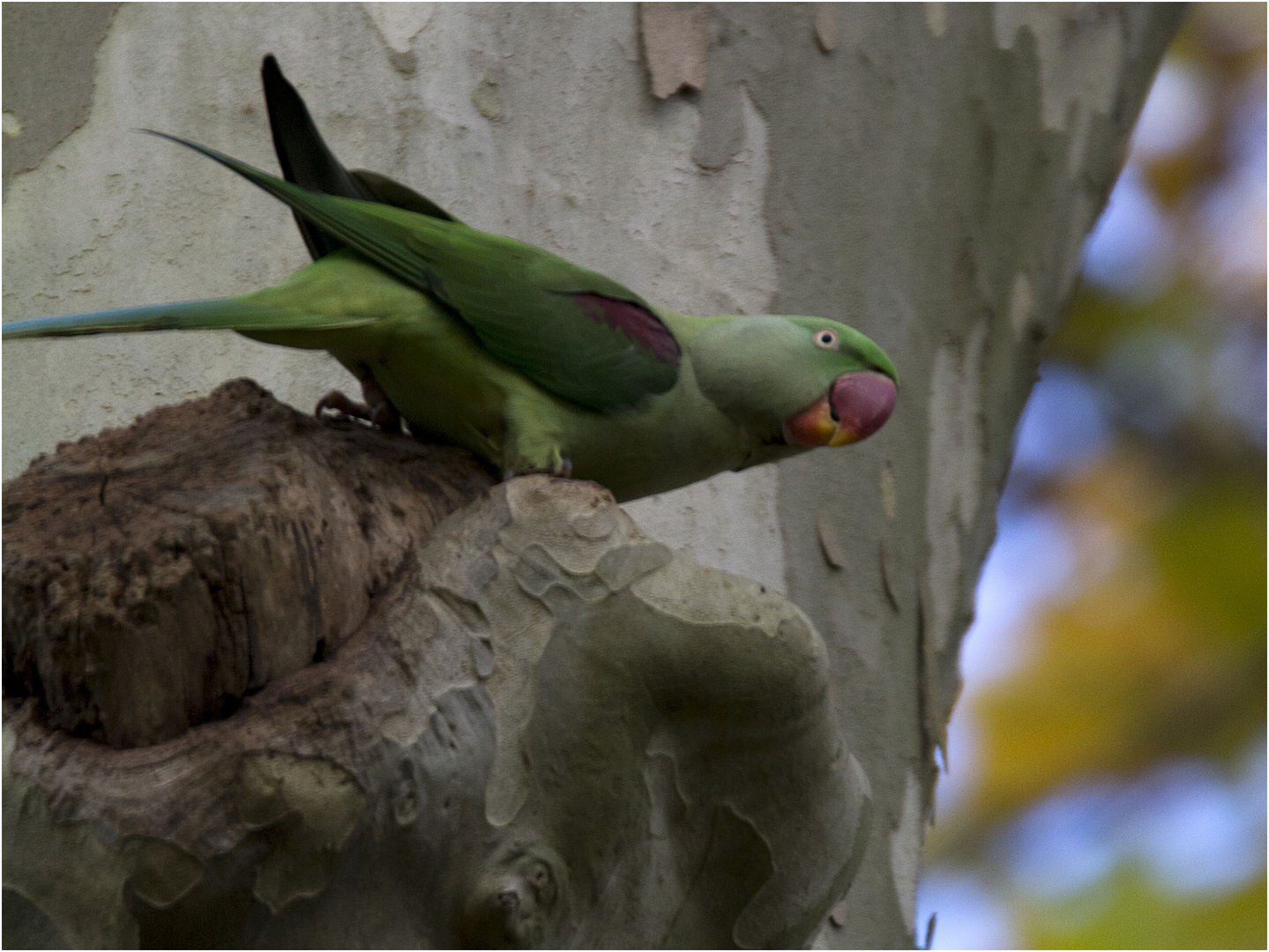 Alexandersittich Foto & Bild | tiere, zoo, wildpark & falknerei, vögel ...