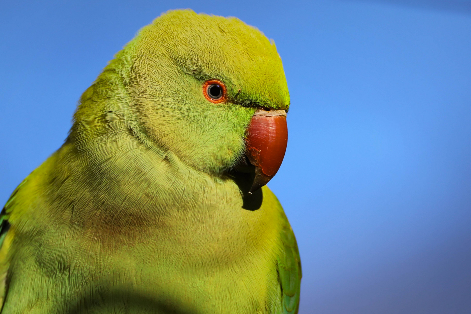 Alexandersittich im Portrait Foto & Bild | natur, portrait, tiere ...
