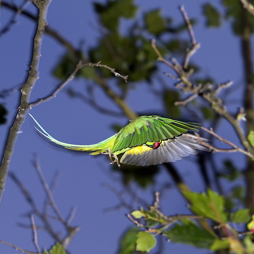 Alexandersittich in Wiesbaden Foto & Bild | tiere, wildlife, wild ...