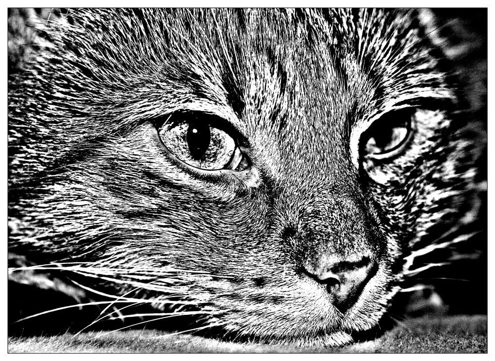 Alf, der Stubentiger Foto & Bild | tiere, haustiere, katzen Bilder auf ...