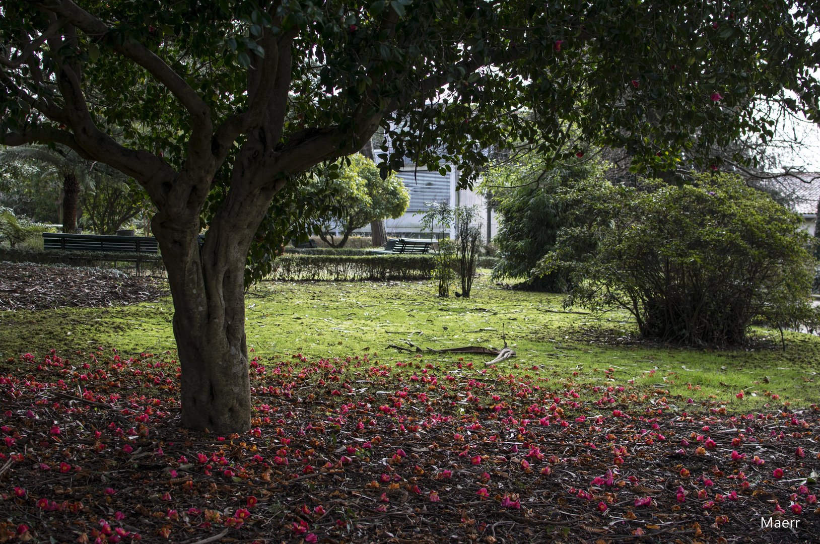 Alfonbrado de camelias rojas Imagen & Foto | paisajes urbanos ...
