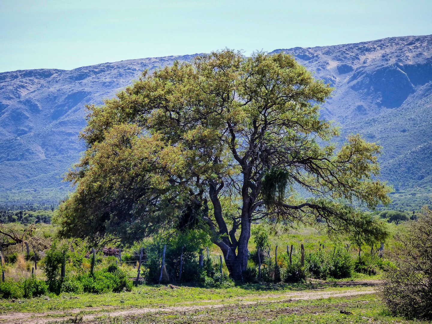 Algarrobo blanco (Prosopis alba) Imagen & Foto | naturaleza, lumix ...
