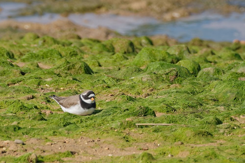 Algen sind gesund Foto & Bild | tiere, wildlife, wild lebende vögel ...