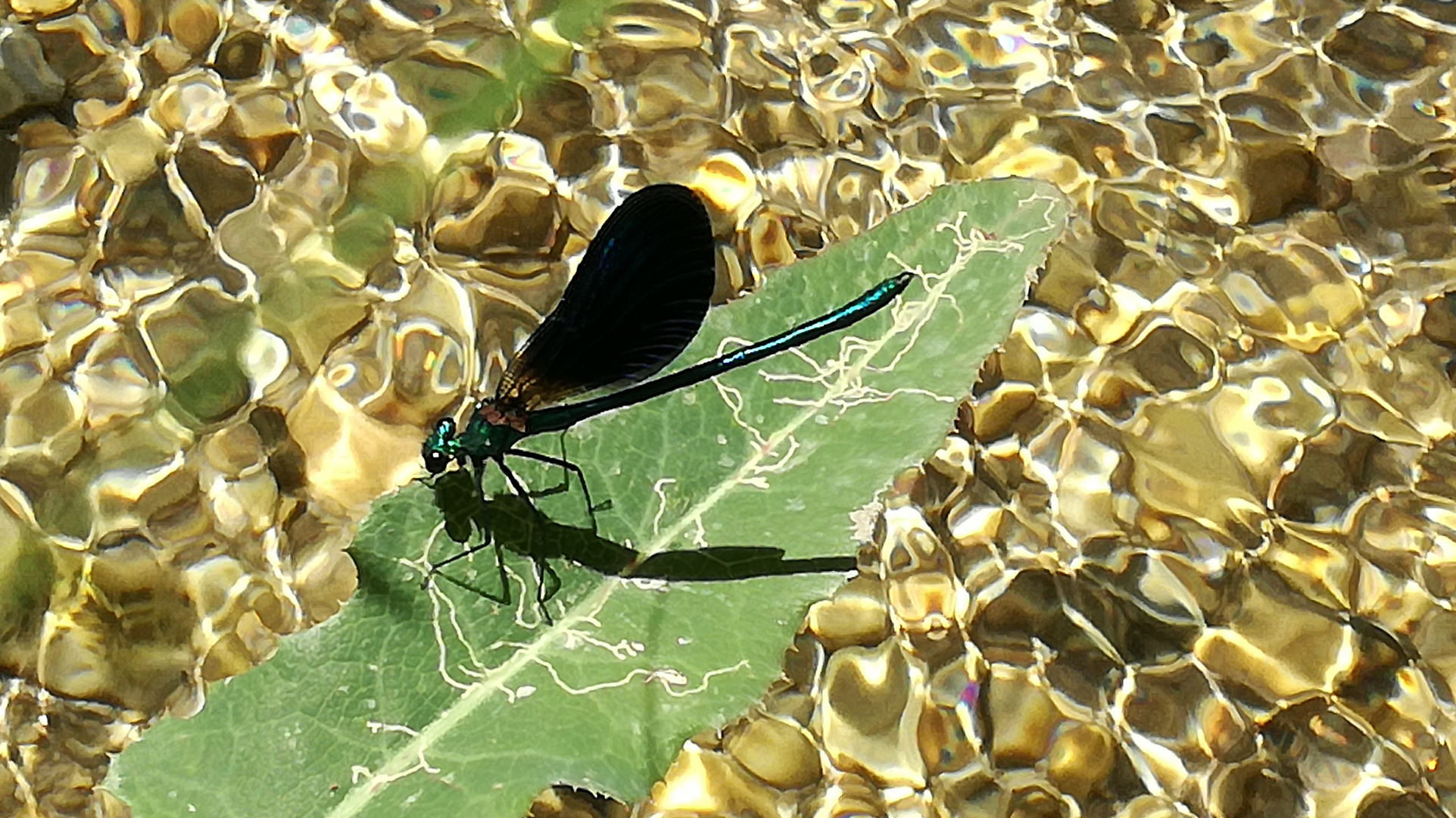 Alguacil Imagen & Foto | animales, invertebrados , naturaleza Fotos de ...