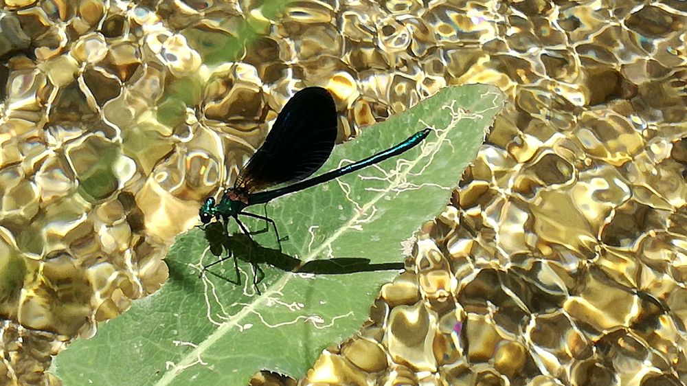 Alguacil Imagen & Foto | animales, invertebrados , naturaleza Fotos de ...