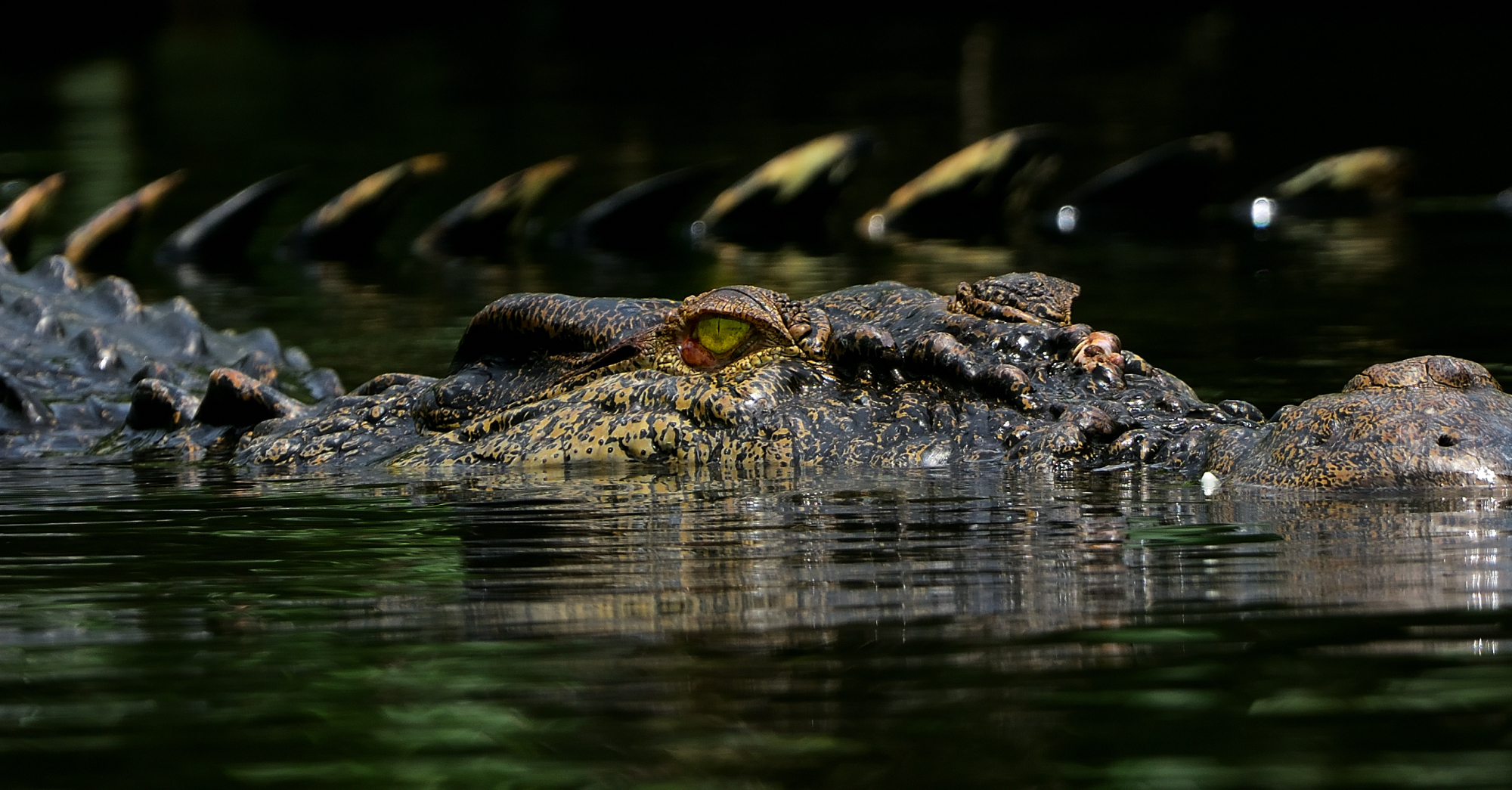 Ali Gator Foto & Bild | tiere, wildlife, amphibien & reptilien Bilder ...